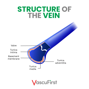 Overview of anatomy and physiology related to vascular access ...